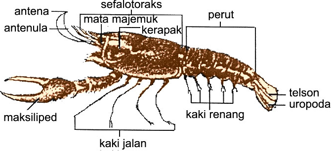 Morfologi Dan Fisiologi Udang