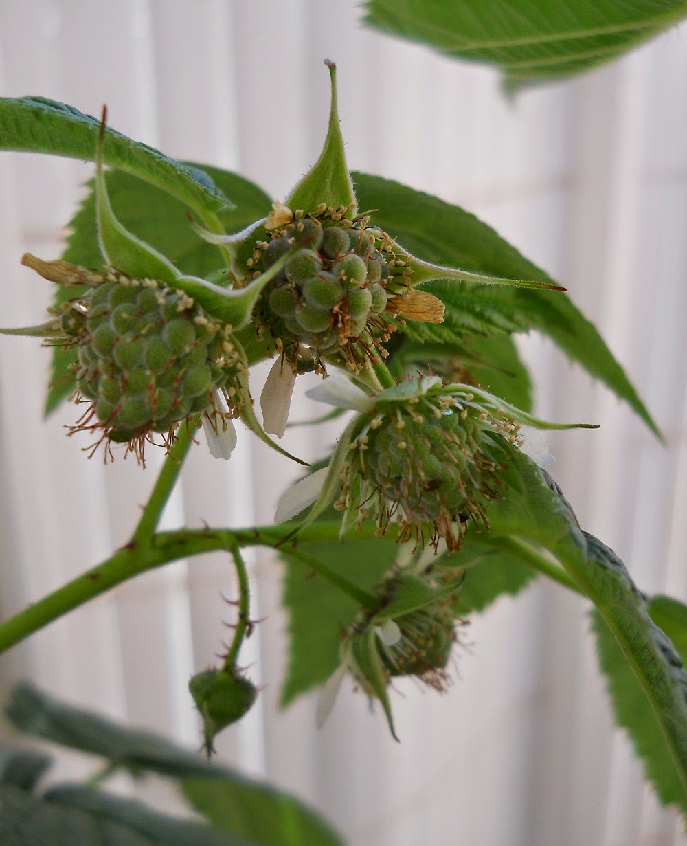 Plantas para hombres: rubus idaeus, frambueso