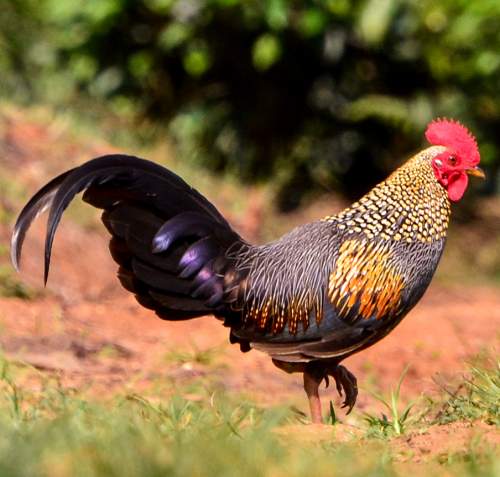 Grey junglefowl photos | Birds of India | Bird World