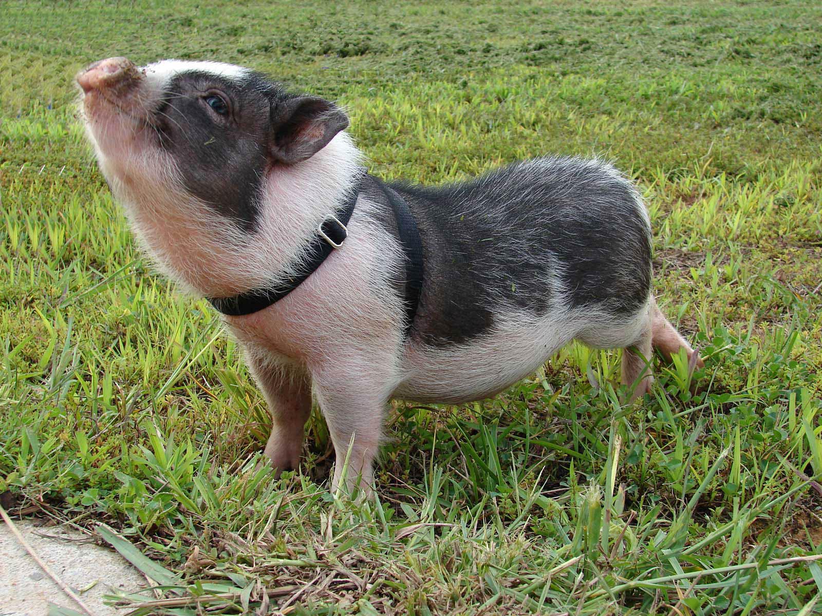 Varkens Achtergronden