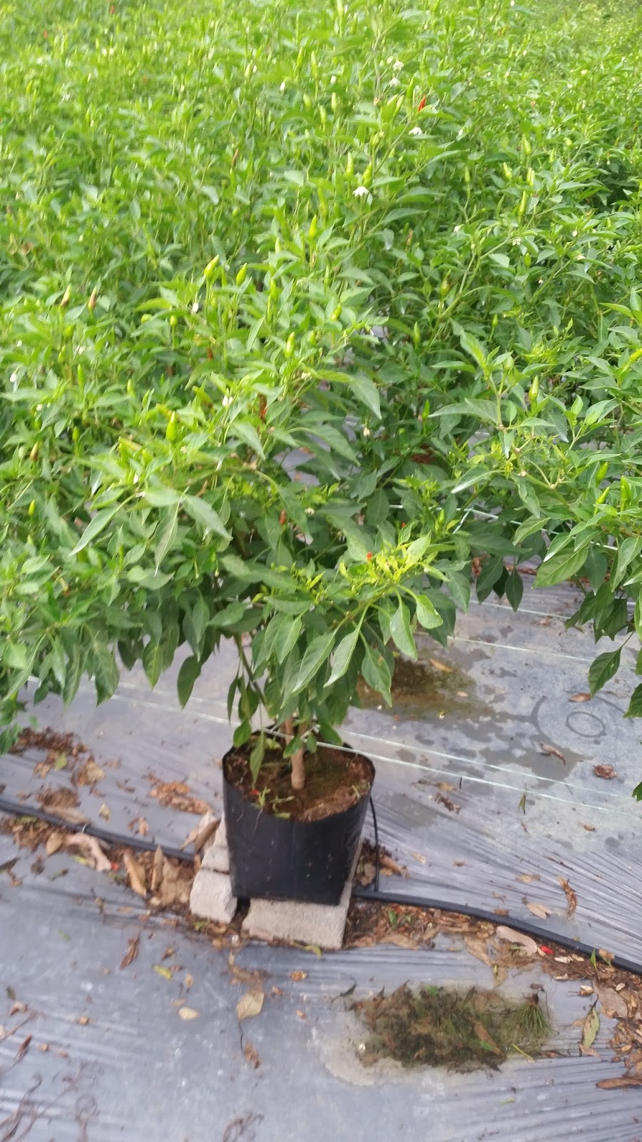 Warisan Petani: Tanaman Cili Fertigasi.