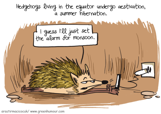 Green Humour: Hedgehog Cartoons for Arastirmaci Cocuk