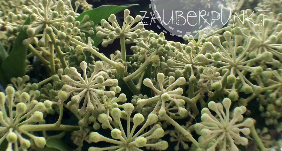 *ZAUBERPUNKT*: Efeublüten - kranz