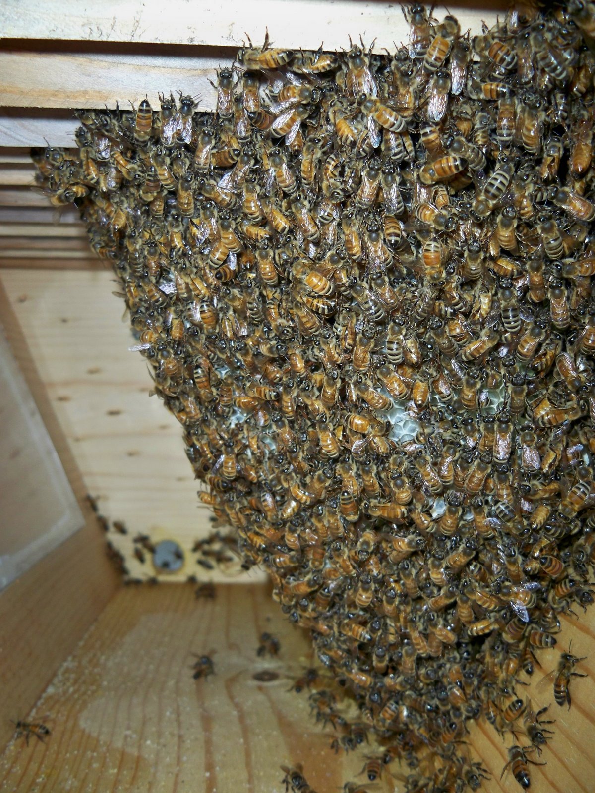 The Bee Hive: Building Comb