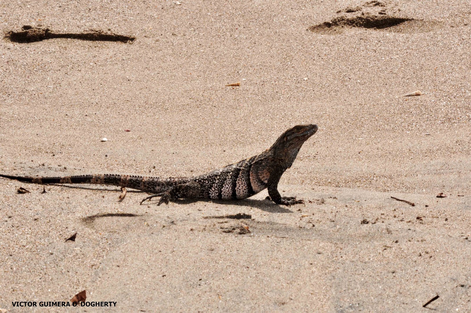 Mis imágenes de aves: LA IGUANA RAYADA