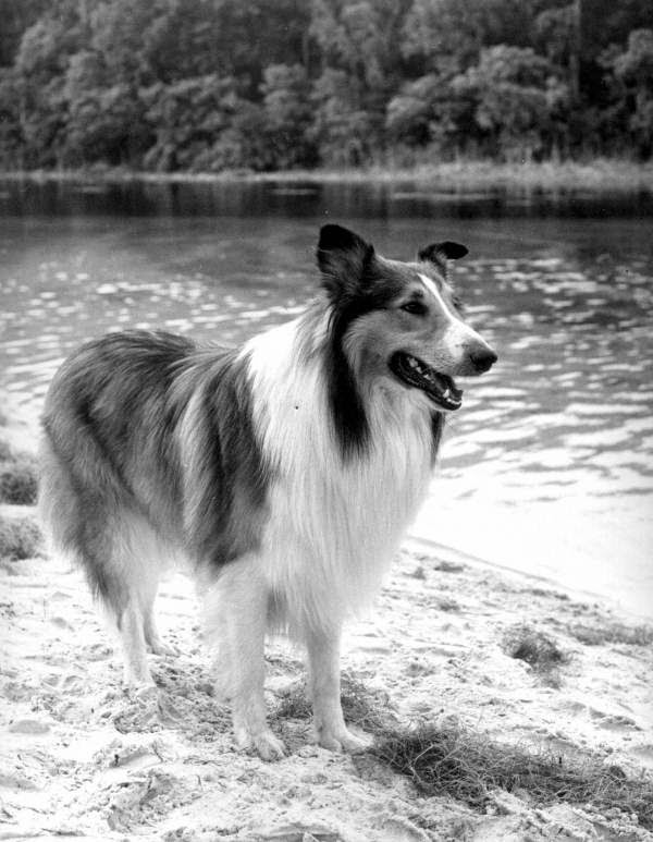 Wordsmithonia: Favorite Fictional Character --- Lassie
