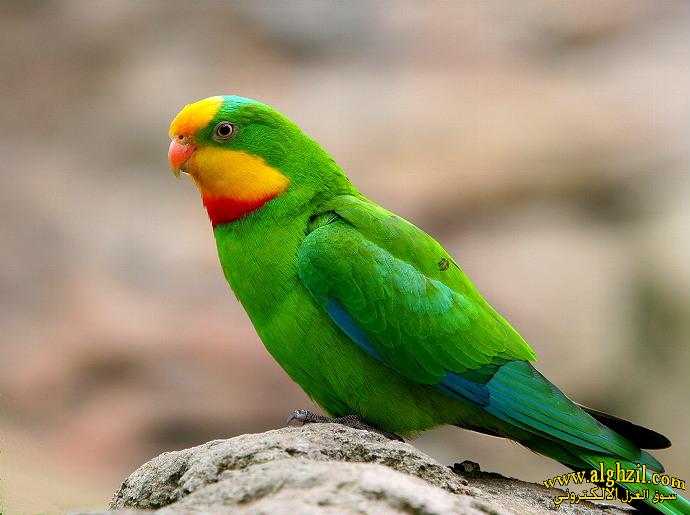 Barraband Parakeet birds - Wallpapers Free