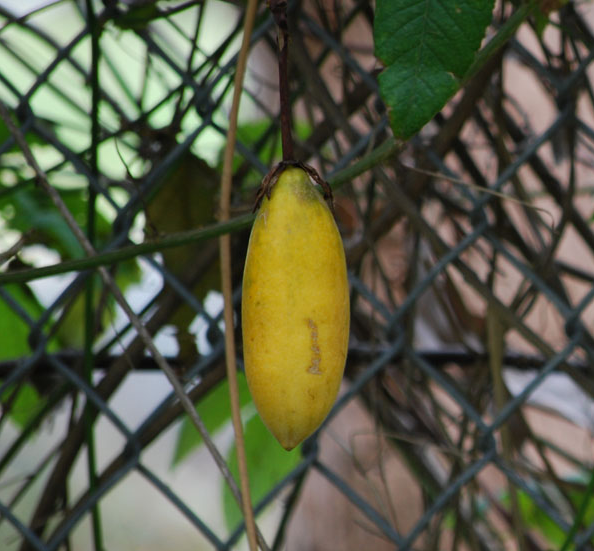 MAICES DEL NANSA: LA PRECOCIDAD DE LA CURUBA (Passiflora mollissima)
