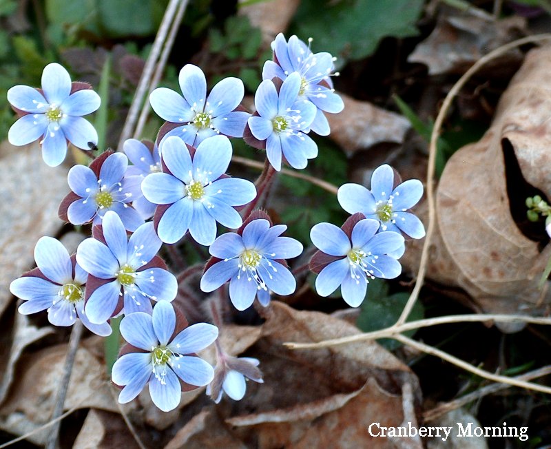 Cranberry Morning: Mayflowers and Pilgrims