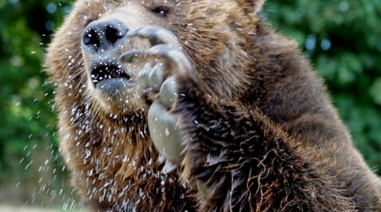 Big Mission: Saving Taiwan Black Bear - CustomMemory