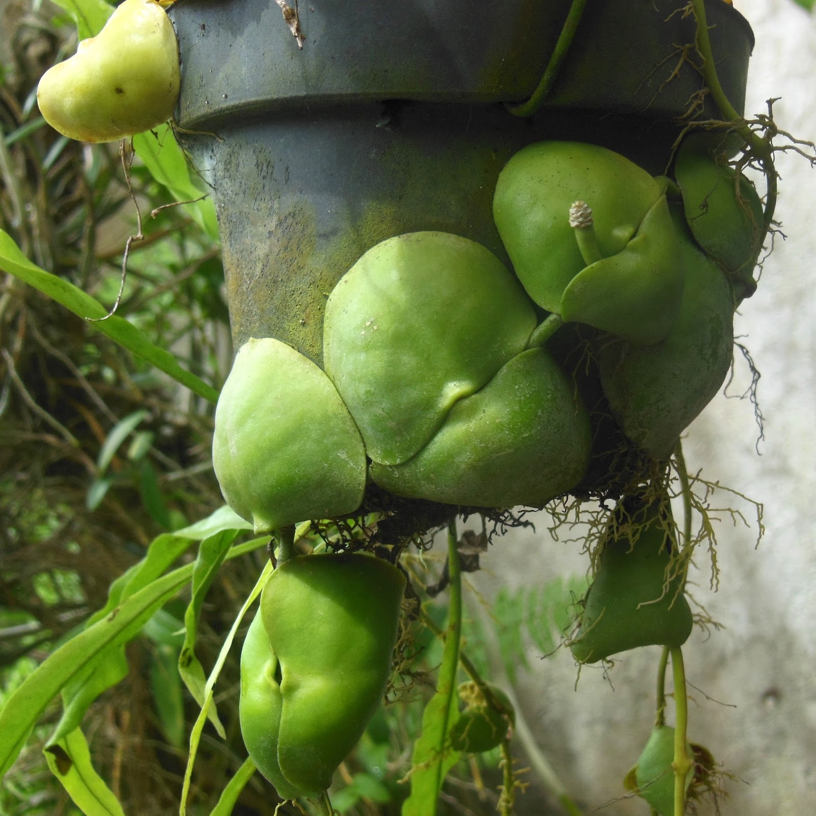 A look at Dischidia cleistantha