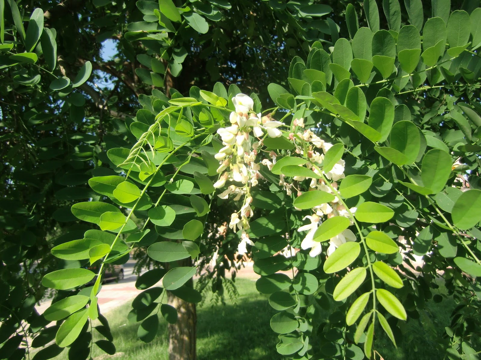 Plantas de Huerta Otea, Salamanca: Falsa acacia (Robinia pseudoacacia)