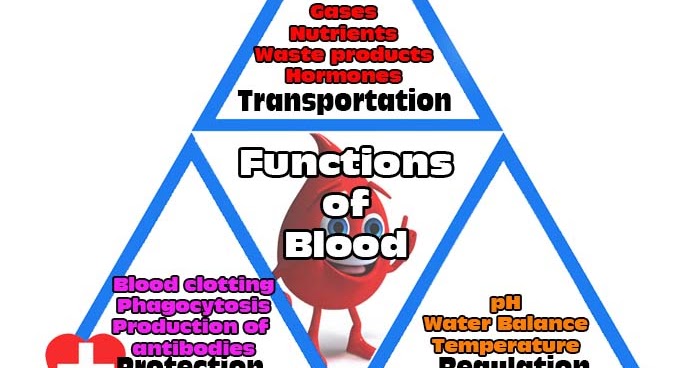 Functions of Blood | Nurselk.com