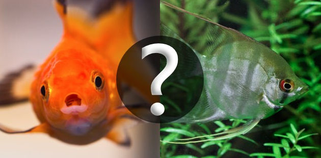 Pez Japones - Amazonic