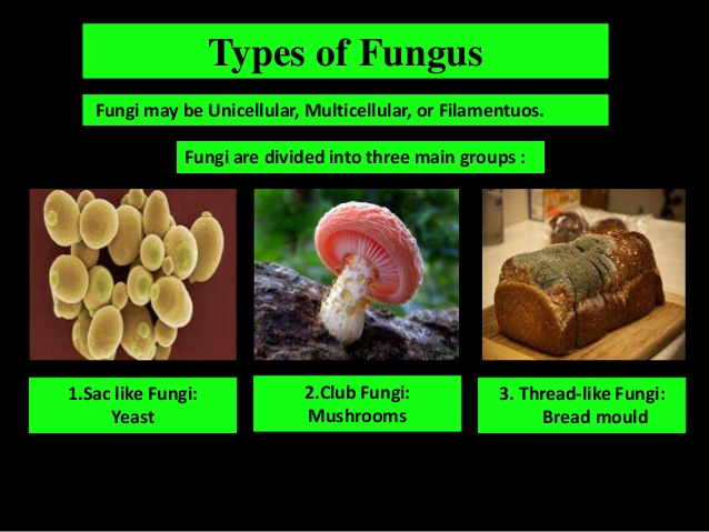 Science Class 5EP: Fungi