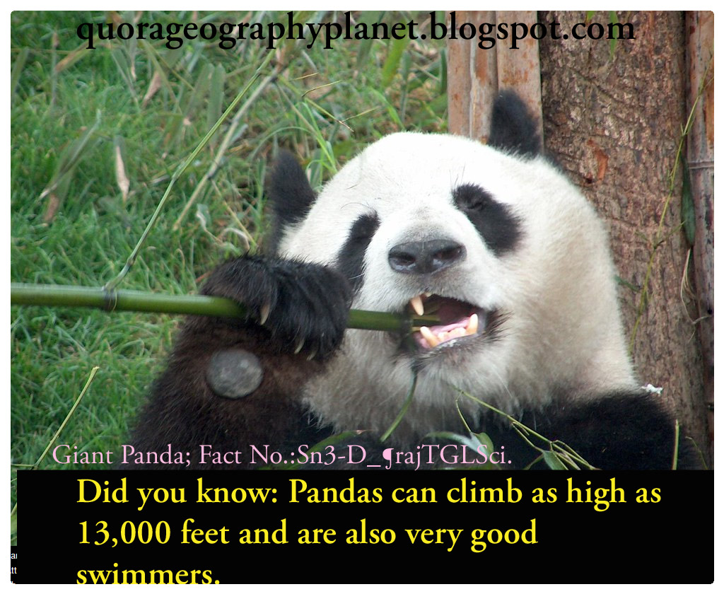 [BEST] 10+ Pandas Amazing Facts : The wild Animal