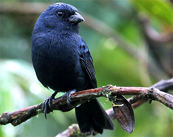Bellas Aves de El Salvador: Amaurospiza concolor(semillero azul - "Blue ...