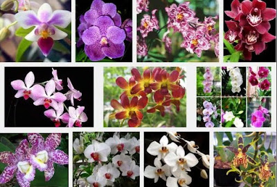 Syarat Tanam Bunga Anggrek Supaya Dapat Tumbuh Dengan Subur - SEPUTAR ...