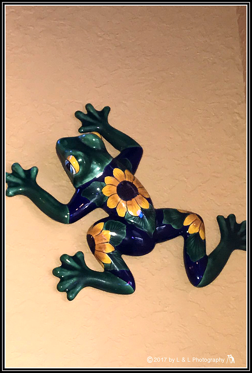 Ocala, Central Florida & Beyond: Frogs galore!