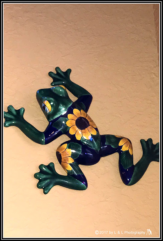 Ocala, Central Florida & Beyond: Frogs galore!