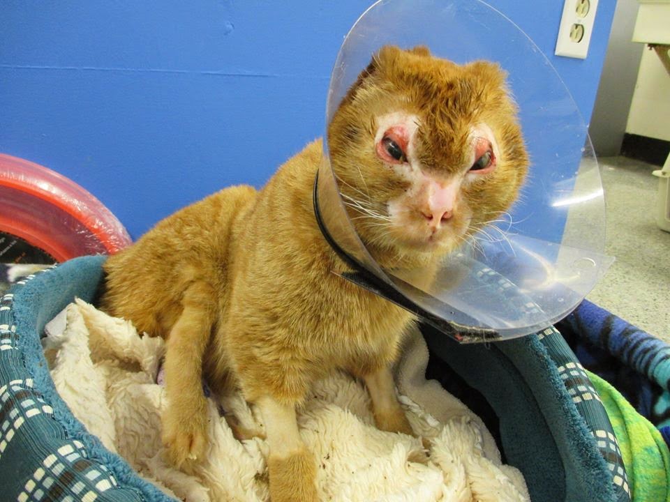 Fight Back: Russell the Amazing Cat - He can teach us all a lesson ...