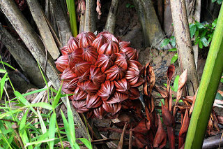 Nipah Fruit Benefits for Health ~ Healty Fruit, Leaves and Herbal