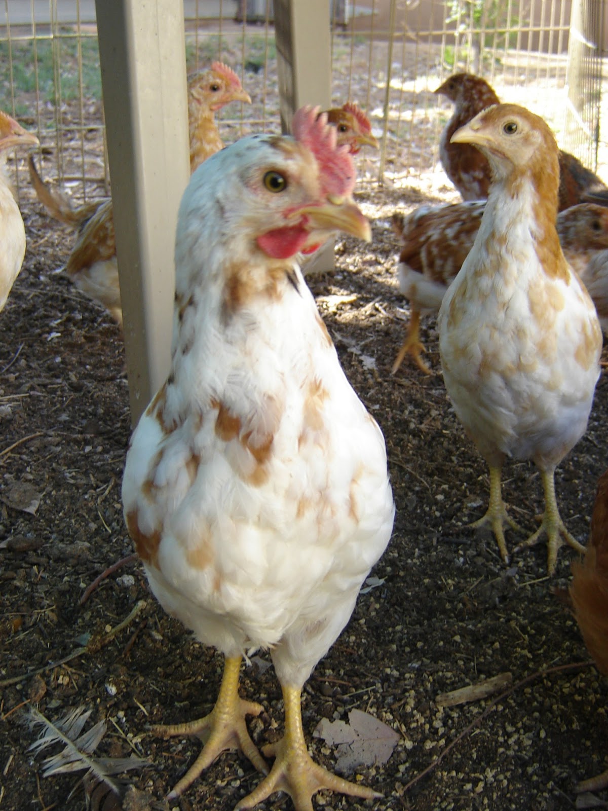 Aloha Chickens: Little Yellow Legs Babies
