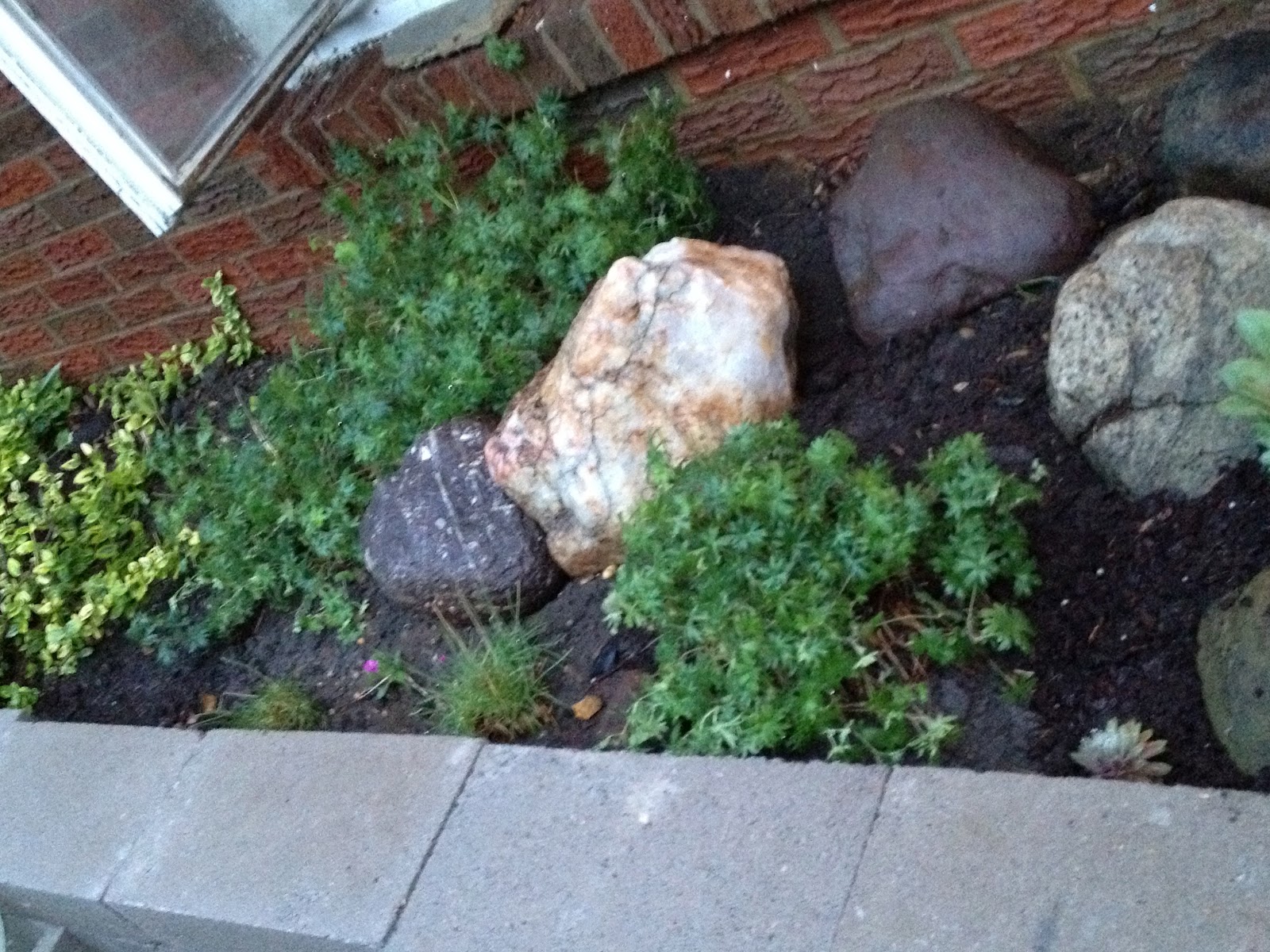 Monsoon Rains: Raised Garden Metamorphs into a Rock Garden