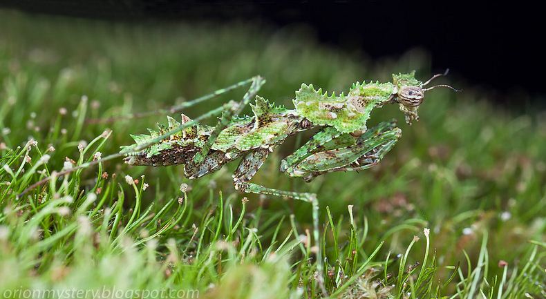The Mysterious Moss Mantis of Malaysia | Featured Creature