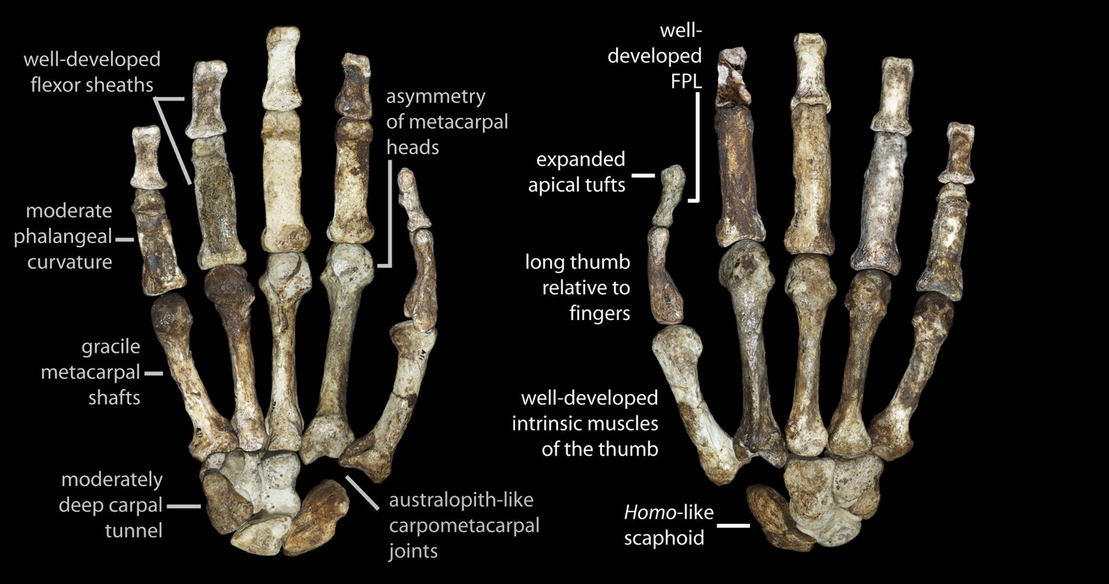 KARABO: AUSTRALOPITHECUS SEDIBA. LA NUEVA ESTRELLA
