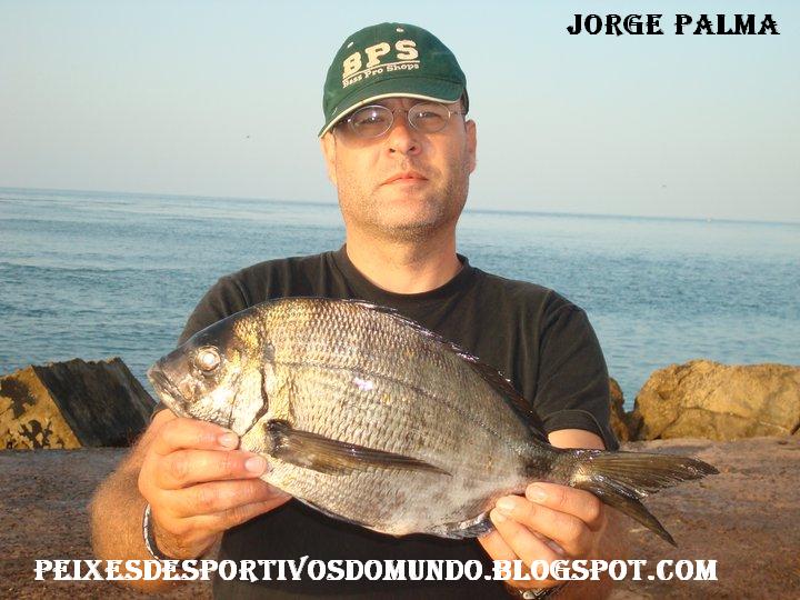 PEIXES DESPORTIVOS DO MUNDO: O SARGO - Diplodus sargus (Linnaeus, 1758)