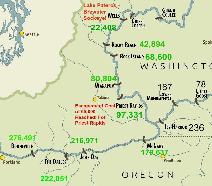 Saving Fish from Drowning: Brewster Pool Sockeye Fishing at Lake Pateros