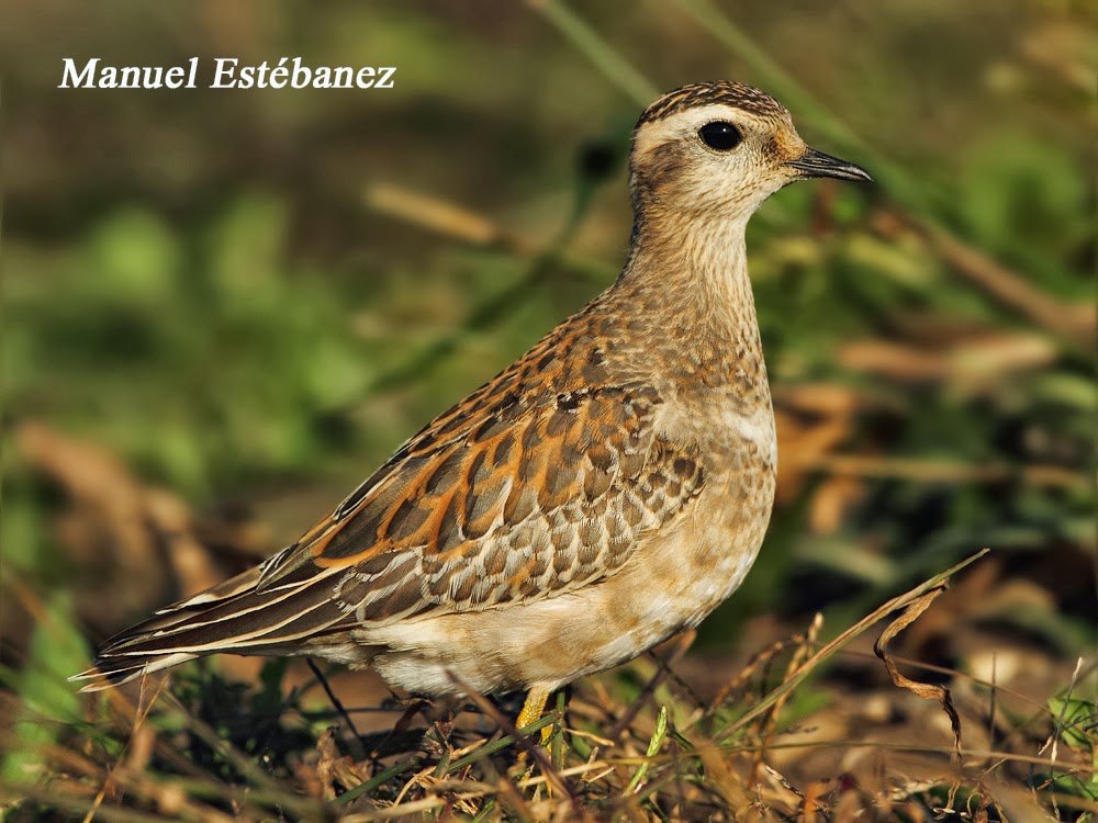 Miradas Cantábricas: Chorlito carambolo (Charadrius morinellus)
