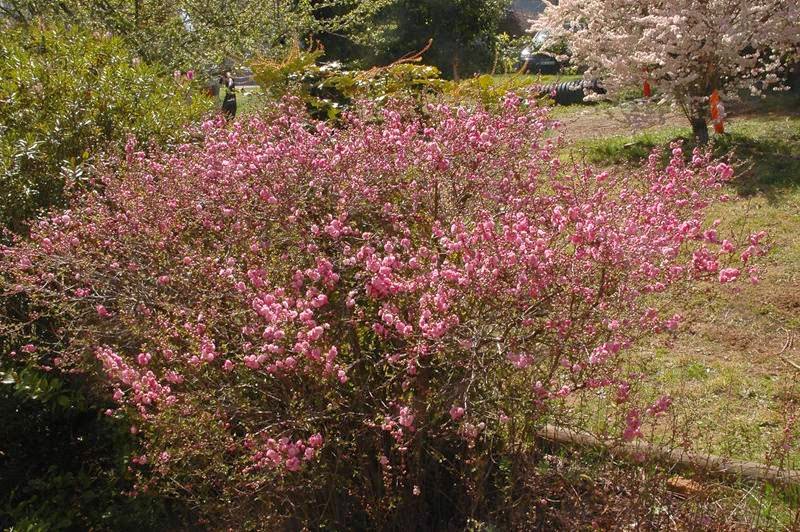 The Nature of Robertson: Prunus glandulosa 'Sinensis' - Double-flowered ...