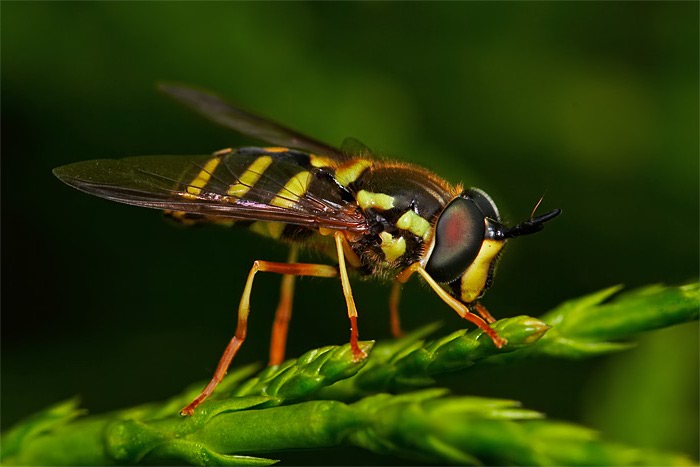 La Posada del Camino: De moscas y avispas