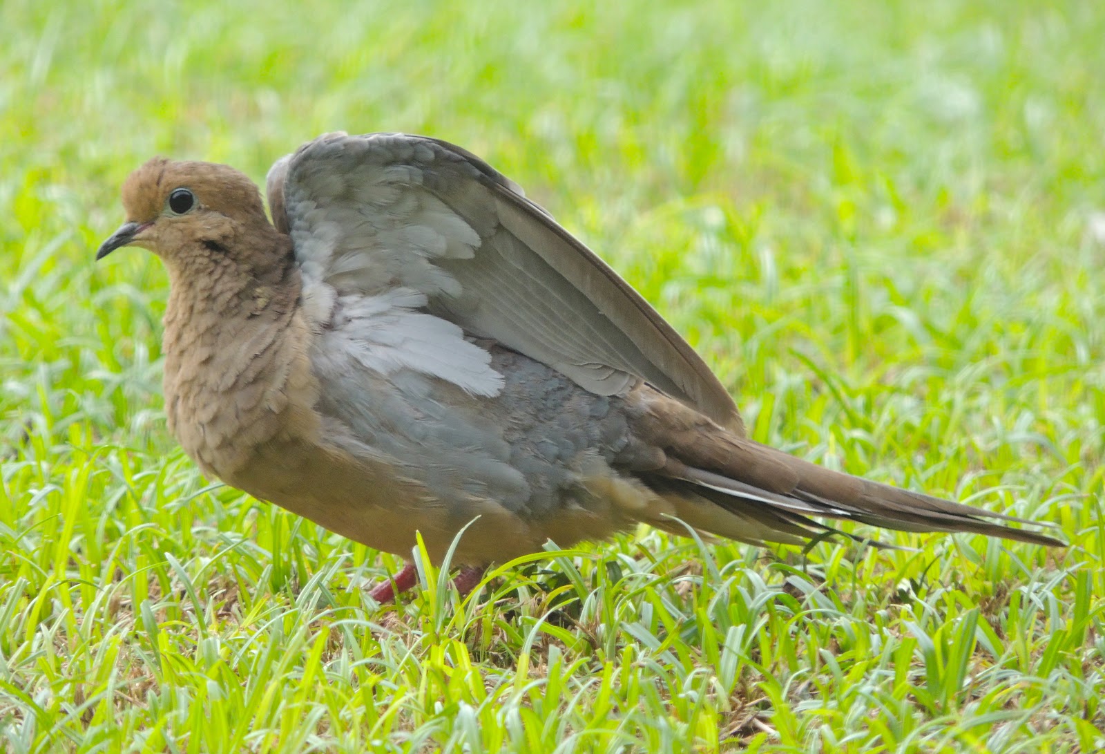 Scottsdale Daily Photo: Photo: Dove flexing his wings