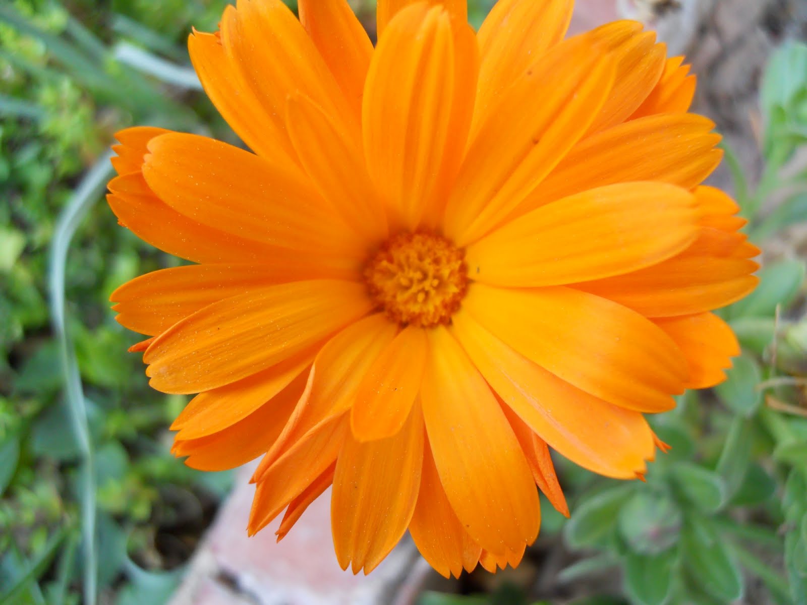 MIL FLORES DE COLORES: CALÉNDULA