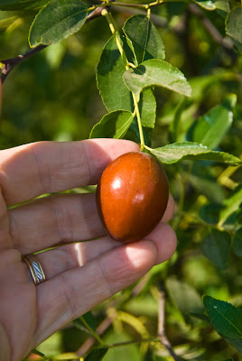 Temperate Climate Permaculture: Permaculture Plants: Jujube