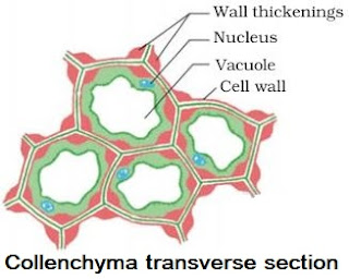 Notes of Ch 6 Plant Tissues| Class 9th Science