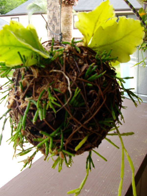 The Rainforest Garden: Vertical Gardening Inspiration