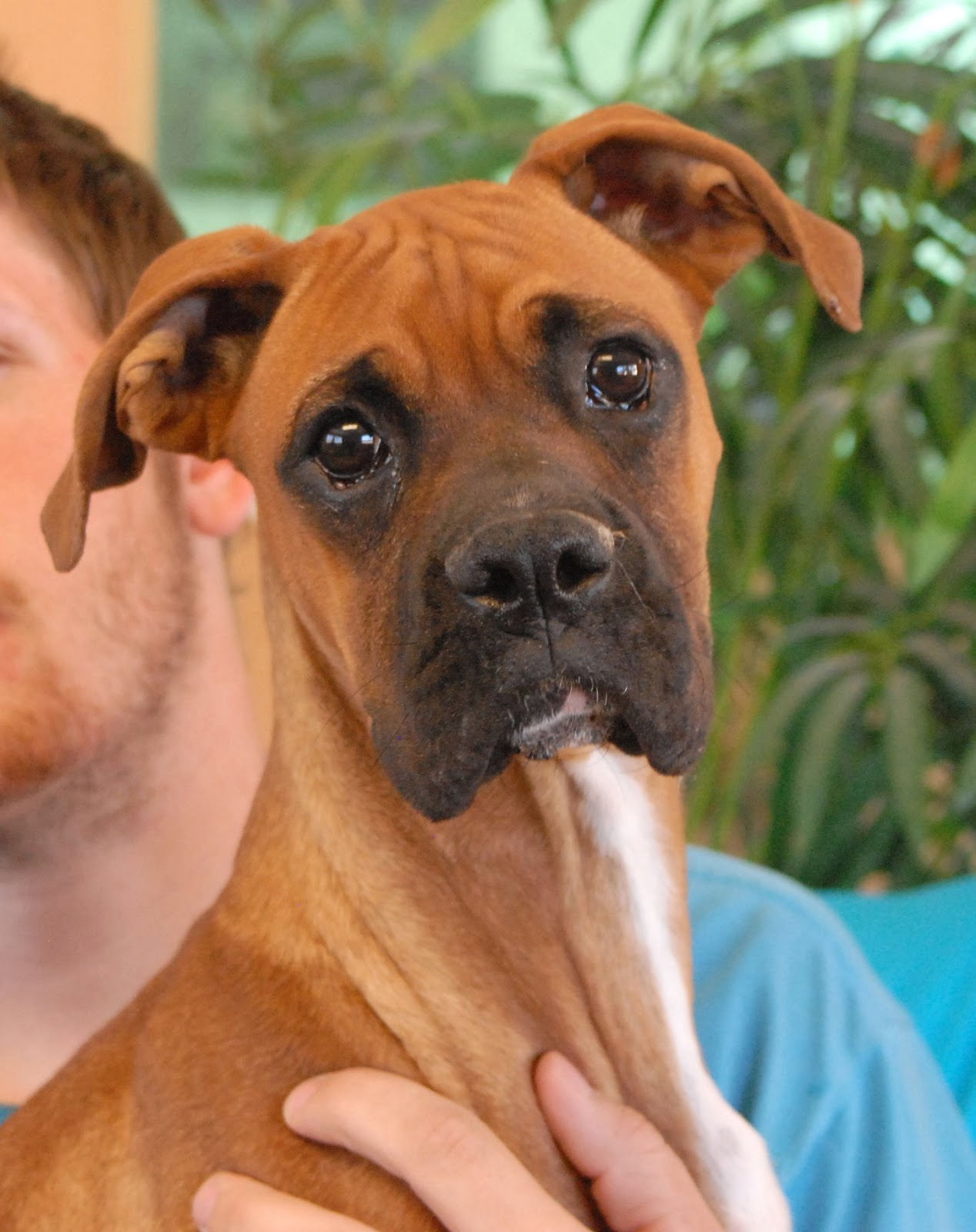 Boxer Dog For Adoption at Marisela Warren blog