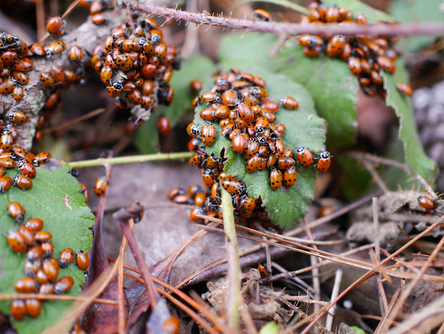 Little Hiccups: Ladybug Migration at Redwood Regional Park