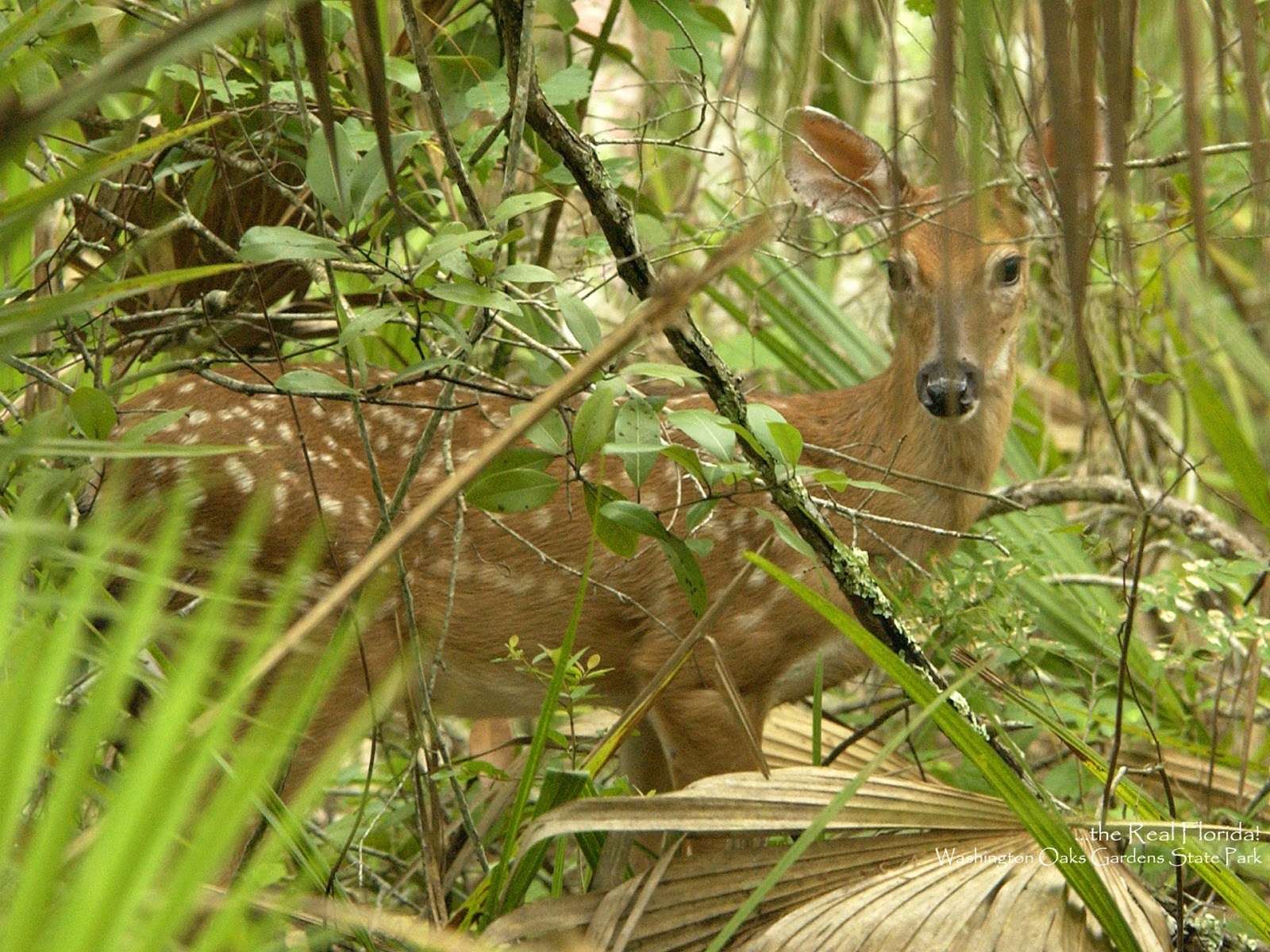 Deer - High Quality Wallpapers