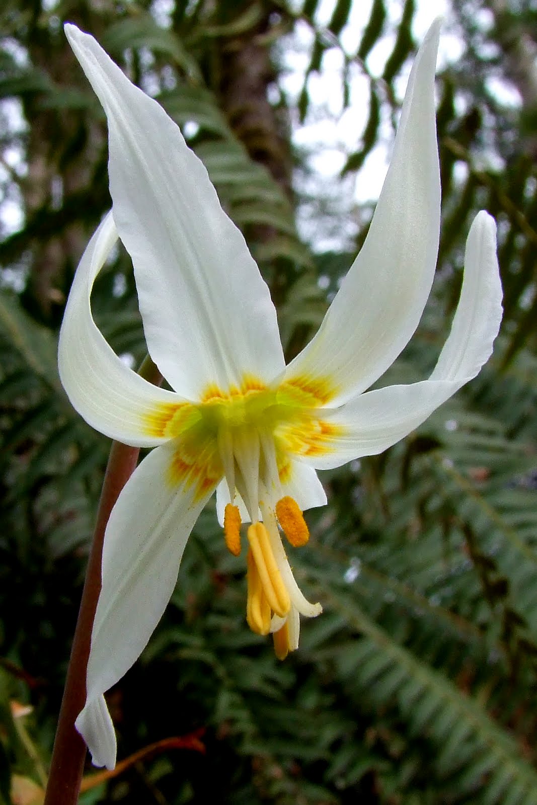 Green Grandparent Canada: Easter lilies: wild and free