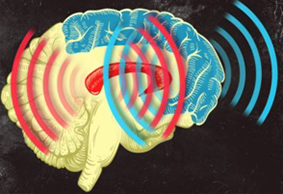 Le Cerveau de l'Enfant et de l'Adolescent: Les Ondes Cérébrales
