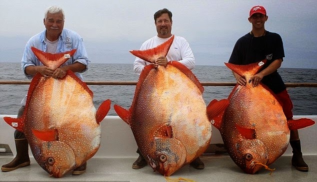 ashhhhhhhhhhhhj: Big Fishes of the World: Lucky anglers catch THREE ...