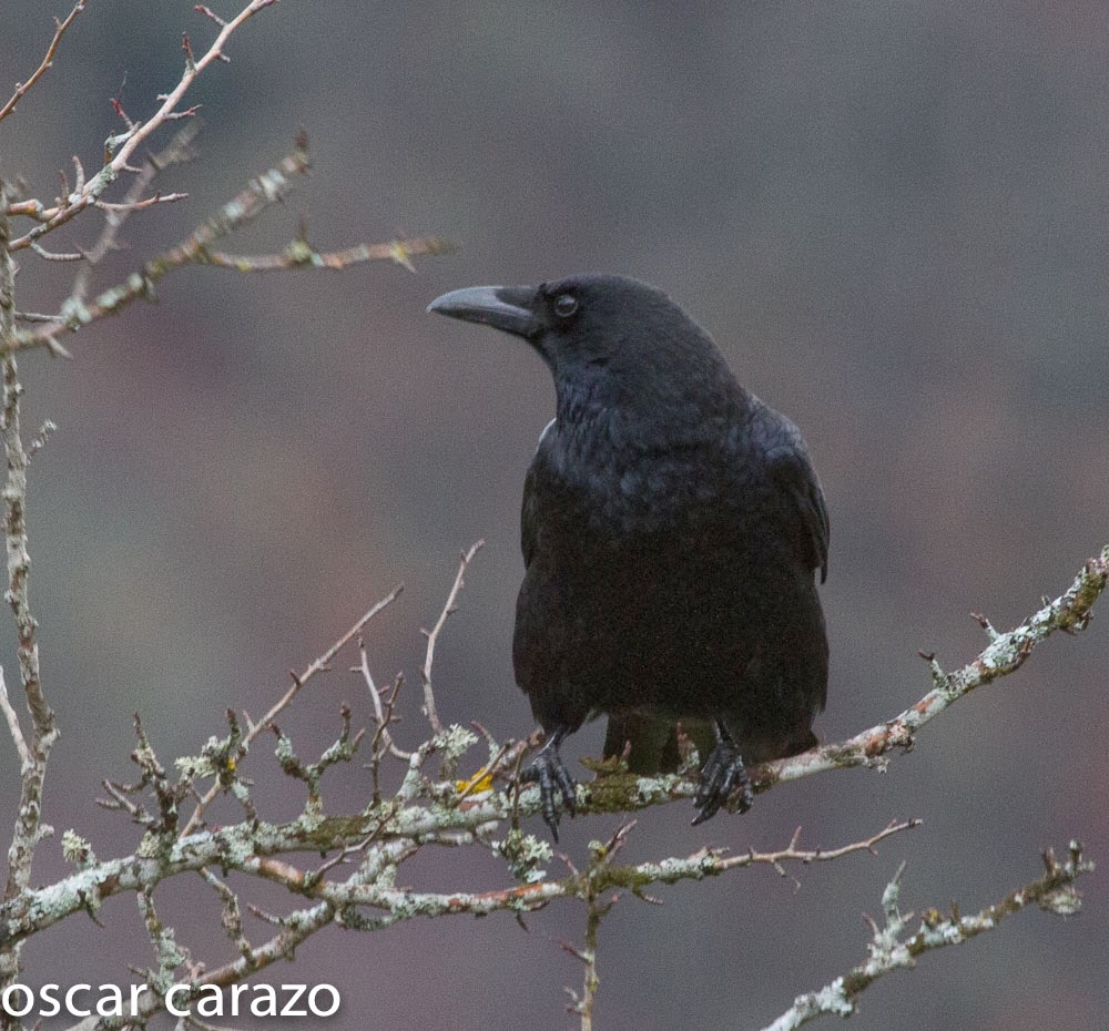 AVESANTURTZI: PARQUE REGIONAL DE LOS PICOS DE EUROPA:CORVIDOS