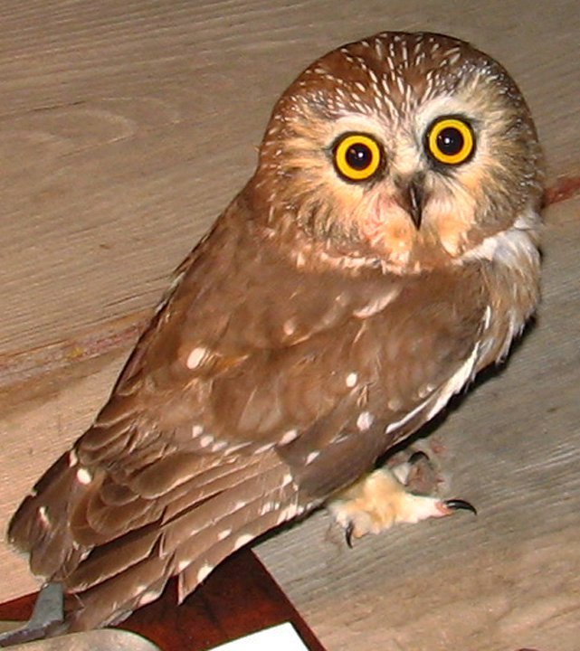 Birding Is Fun!: Nice Is Better Than Mean