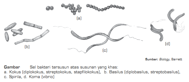 Bentuk - Bentuk Bakteri