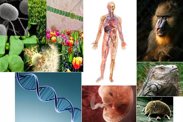 Amour d'Enfants et IEF: Science - Biologie